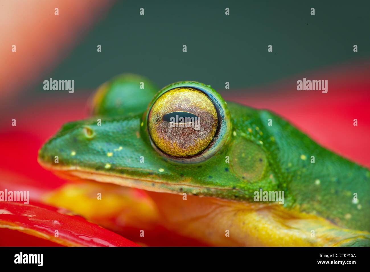 Malabar Gliding frog, Malabar flying frog Stock Photo - Alamy