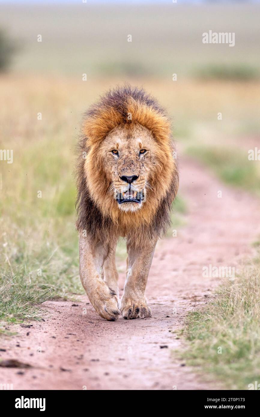 Masai Mara Lion taking a stroll around its territory Stock Photo - Alamy