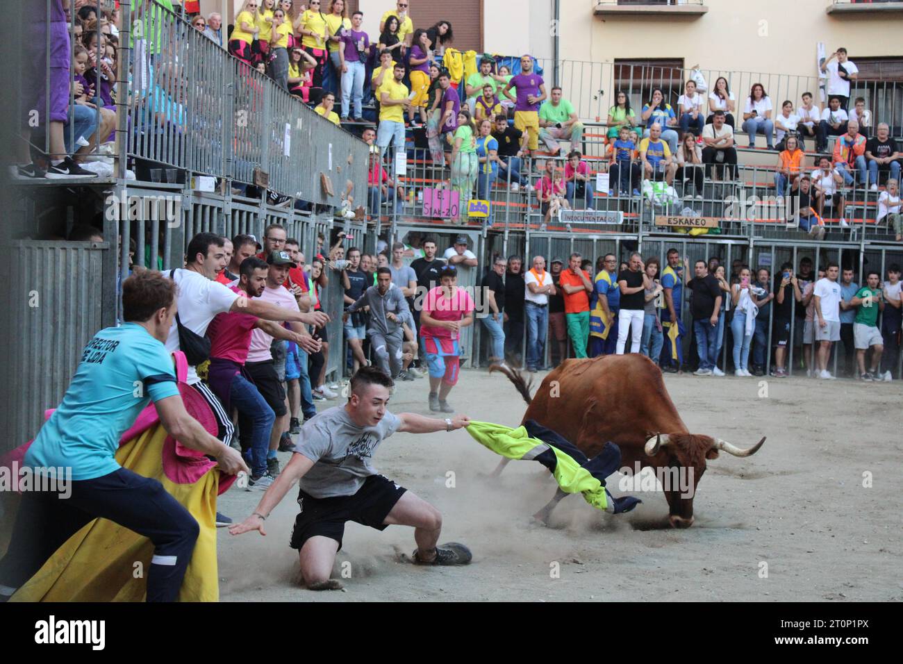 Young men escaping the bulls in Mora de Rubielos fiesta de San Miguel ...