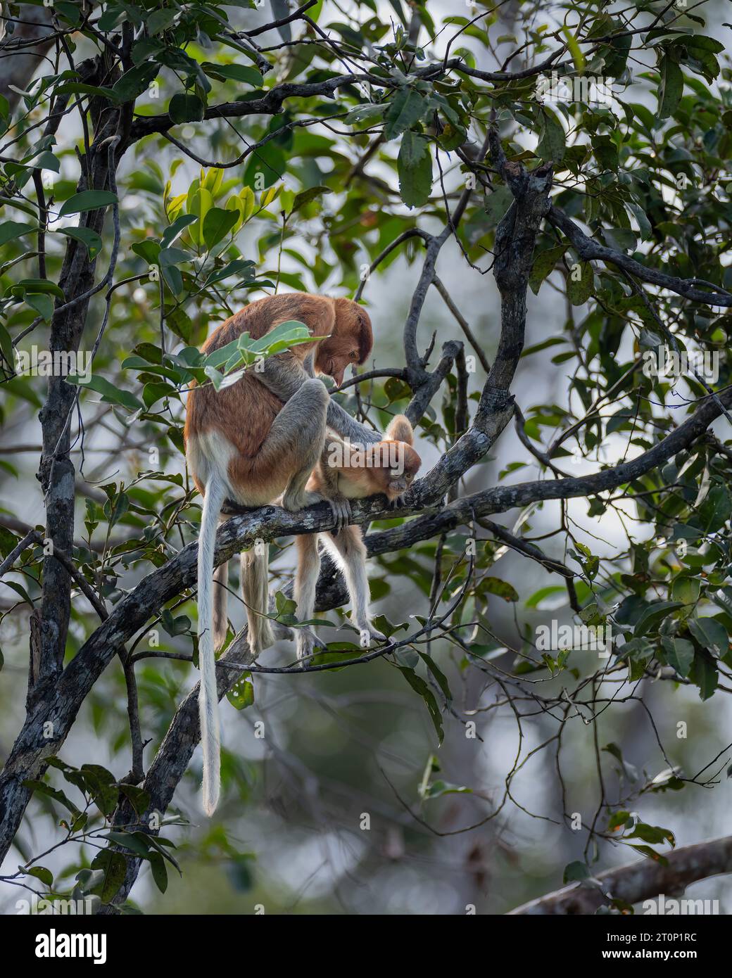 Proboscis Monkey teaching its baby in the wild in Tanjung Puting ...