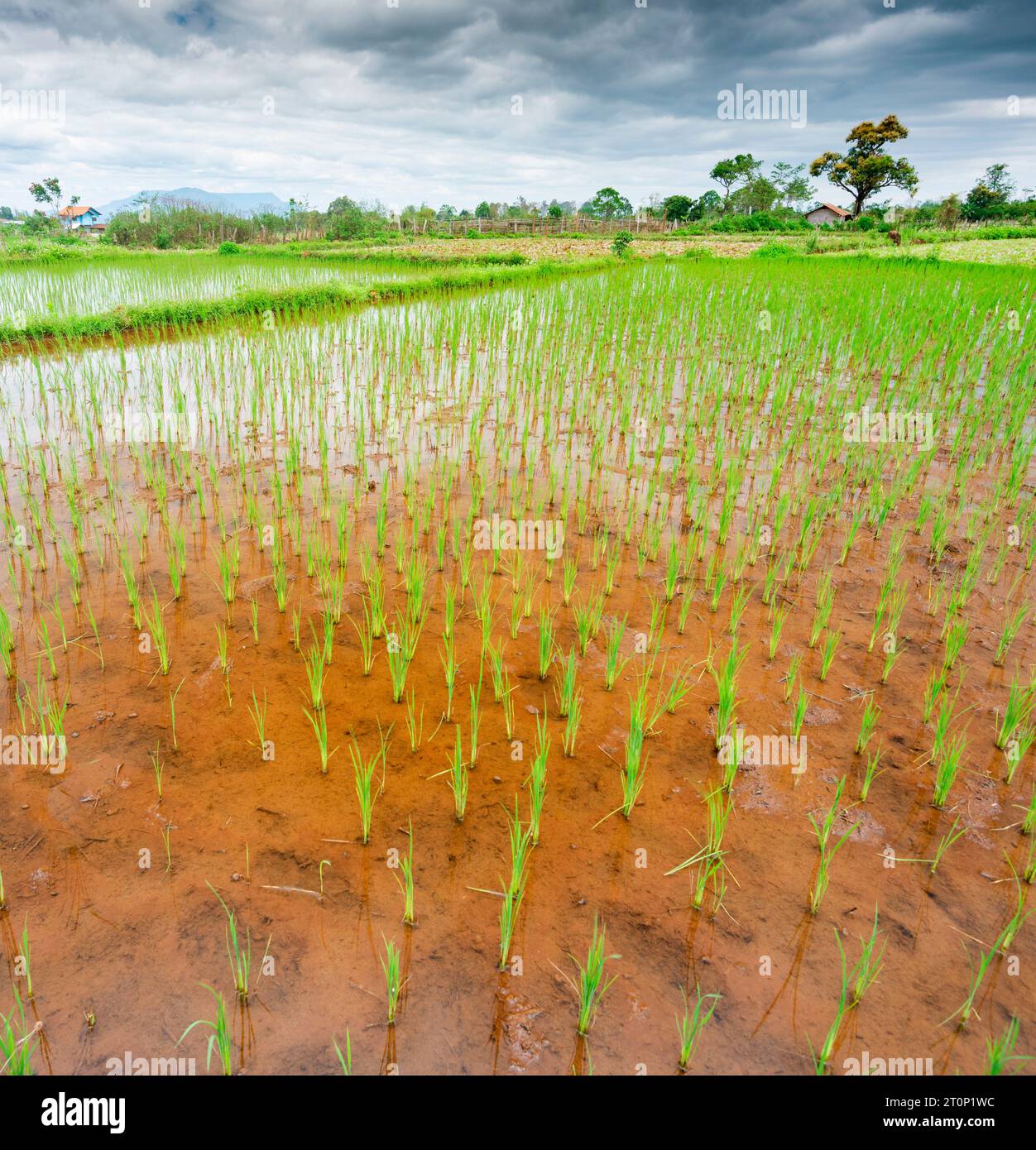 Small paddy fields,behind wooden fences,typical small farmer's houses ...