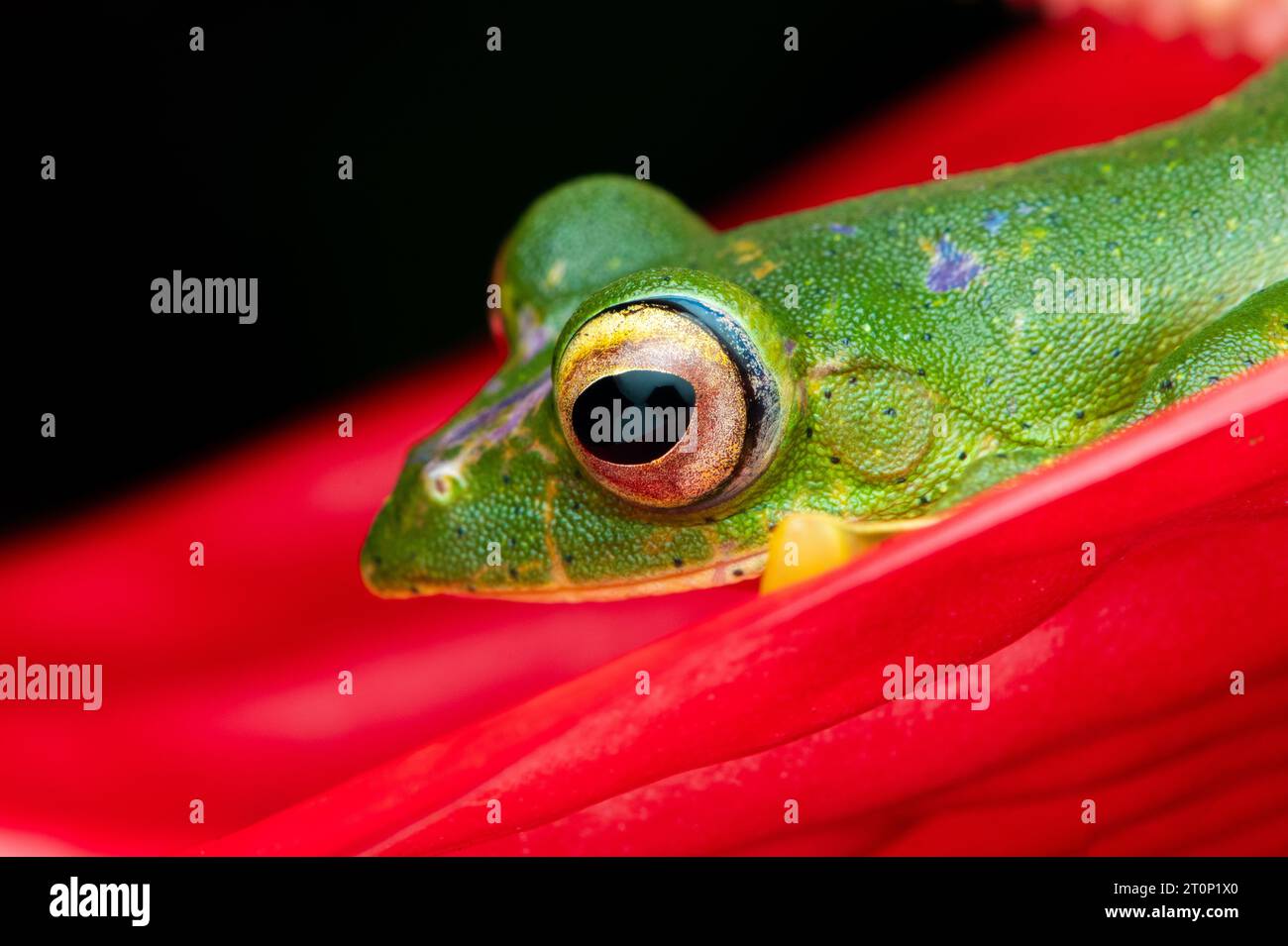 Malabar Gliding frog, Malabar flying frog Stock Photo - Alamy