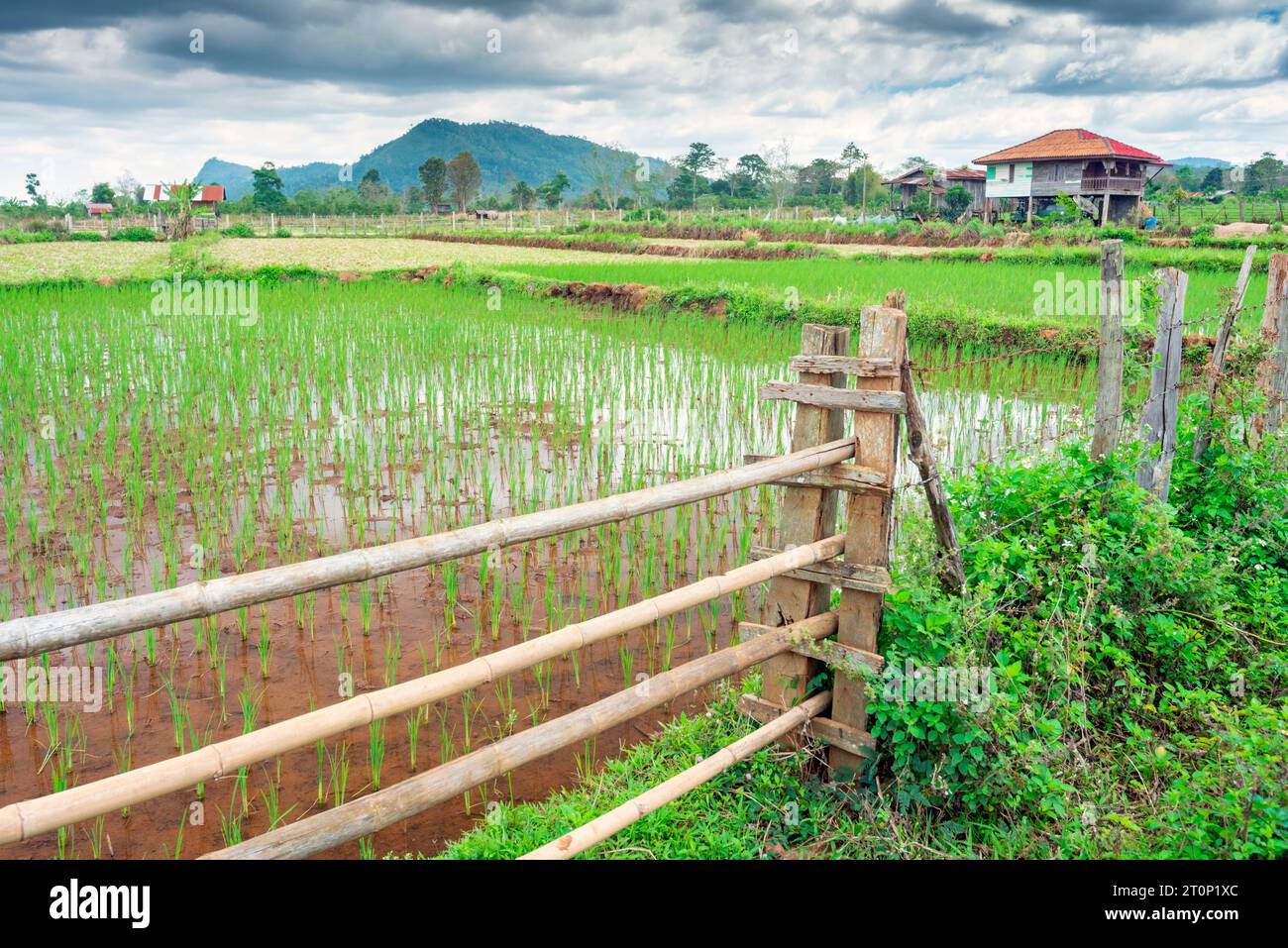 Small paddy fields,behind wooden fences,typical small farmer's houses ...