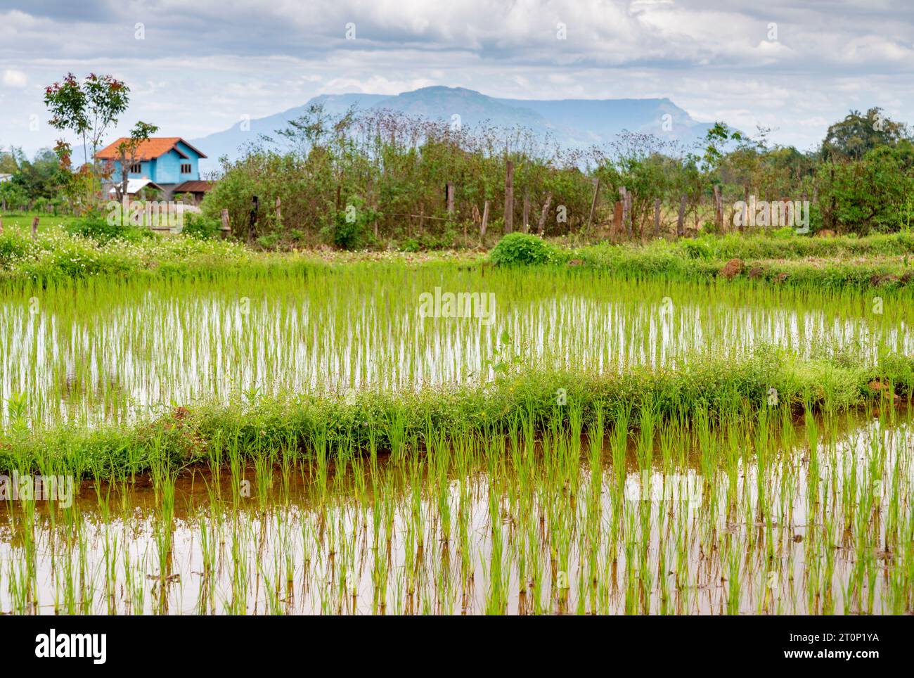 Small paddy fields,behind wooden fences,typical small farmer's houses ...
