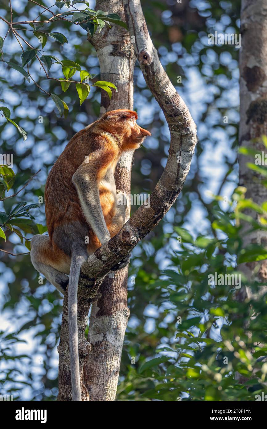 Proboscis Monkey in the wild in Tanjung Puting National Park - Borneo ...