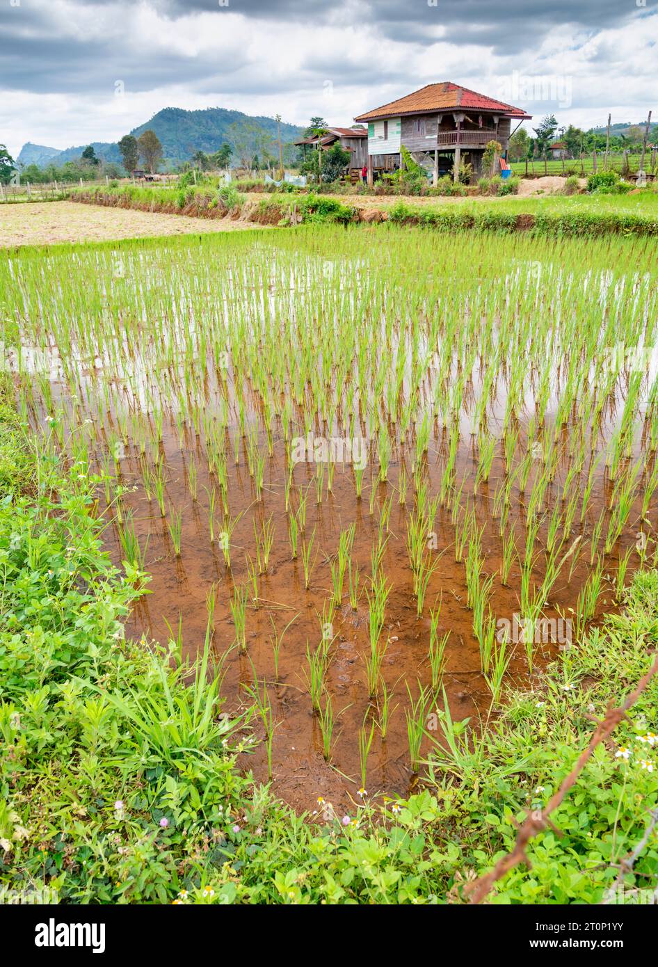 Small paddy fields,behind wooden fences,typical small farmer's houses ...