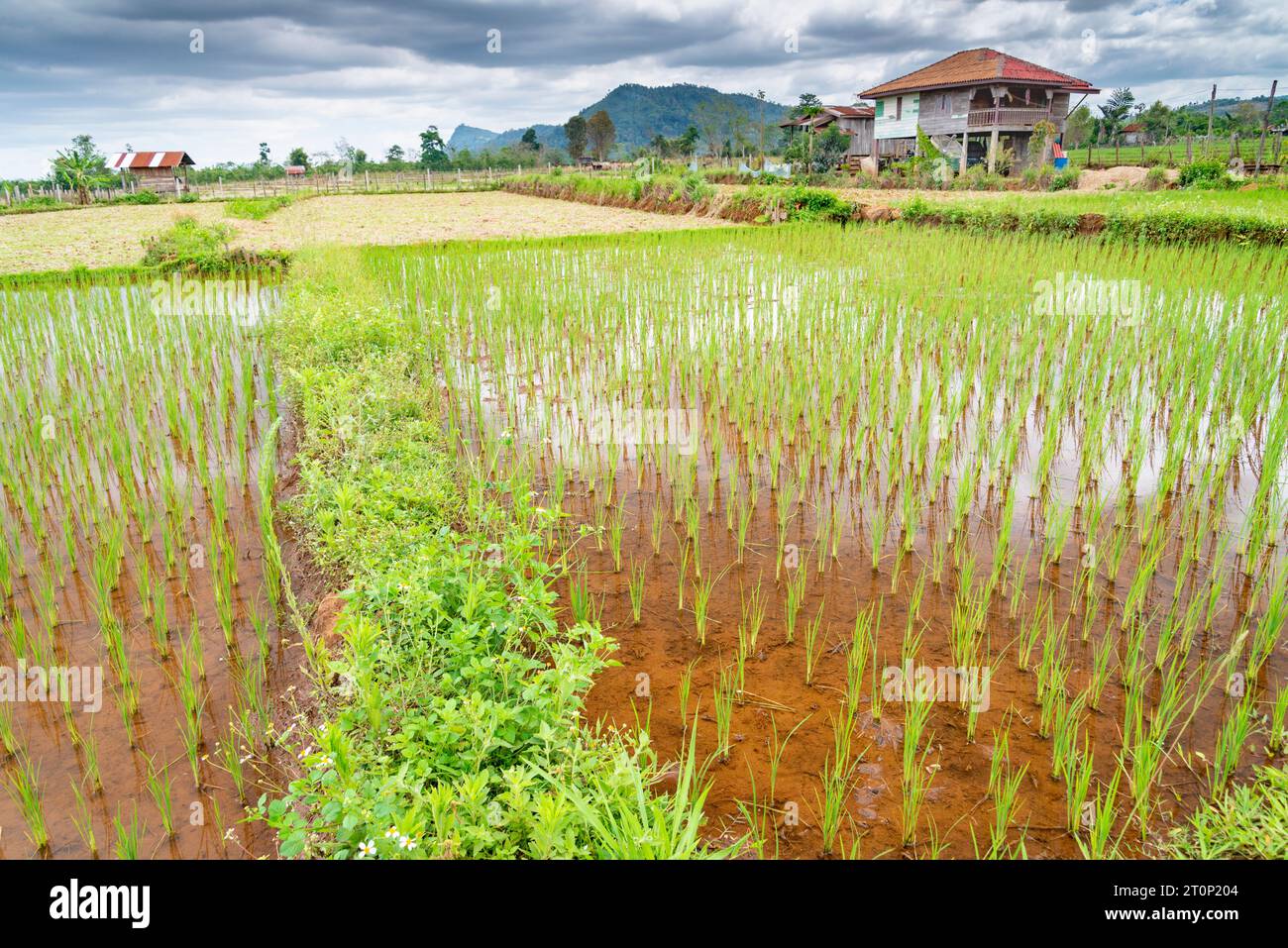Small paddy fields,behind wooden fences,typical small farmer's houses ...