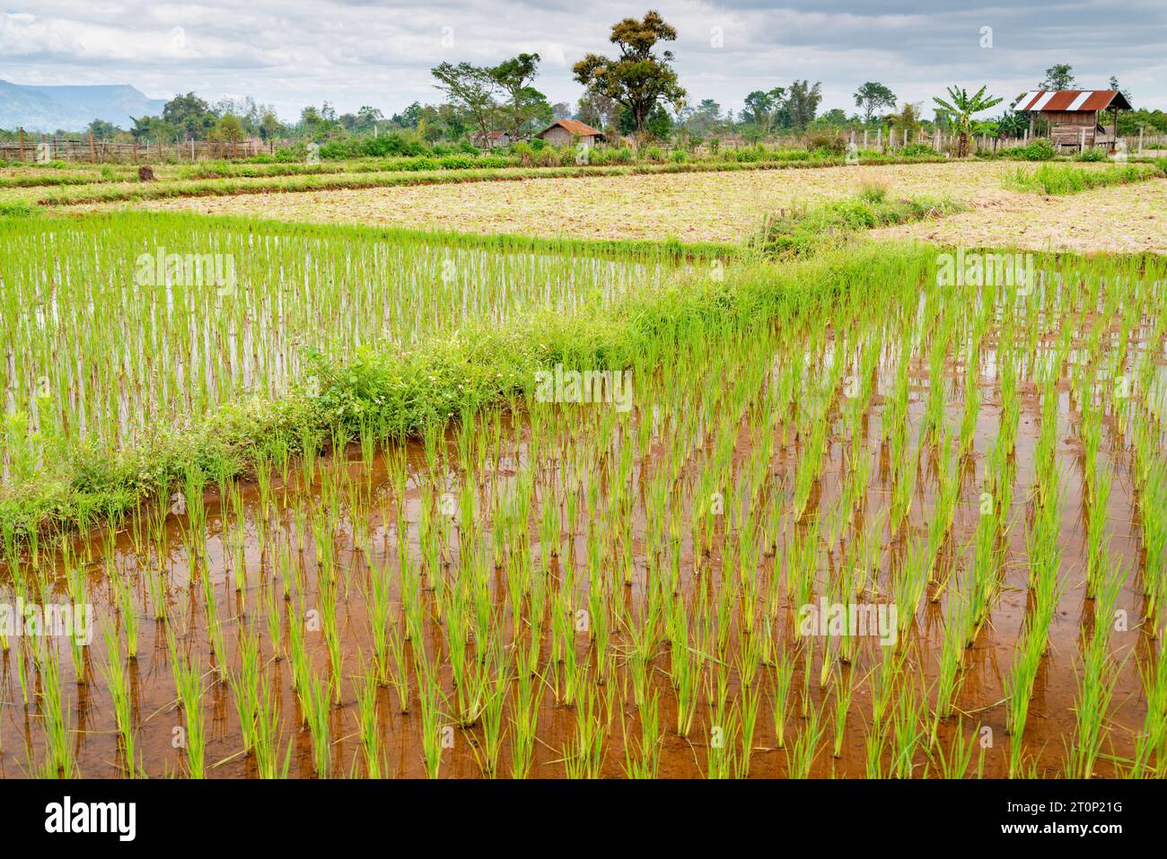 Small paddy fields,behind wooden fences,typical small farmer's houses ...