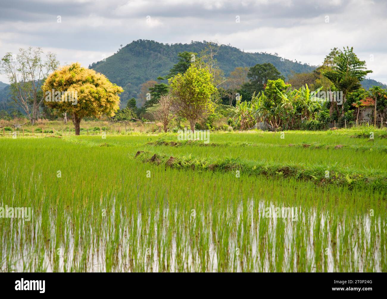 Remote Laotian farmland, rice growing fields on the Bolaven Plateau ...