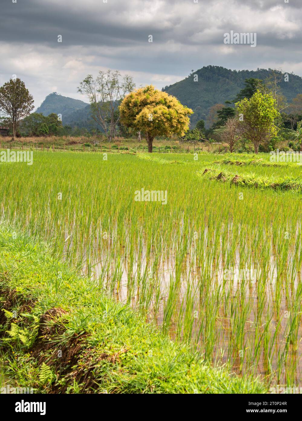 Remote Laotian farmland, rice growing fields on the Bolaven Plateau ...