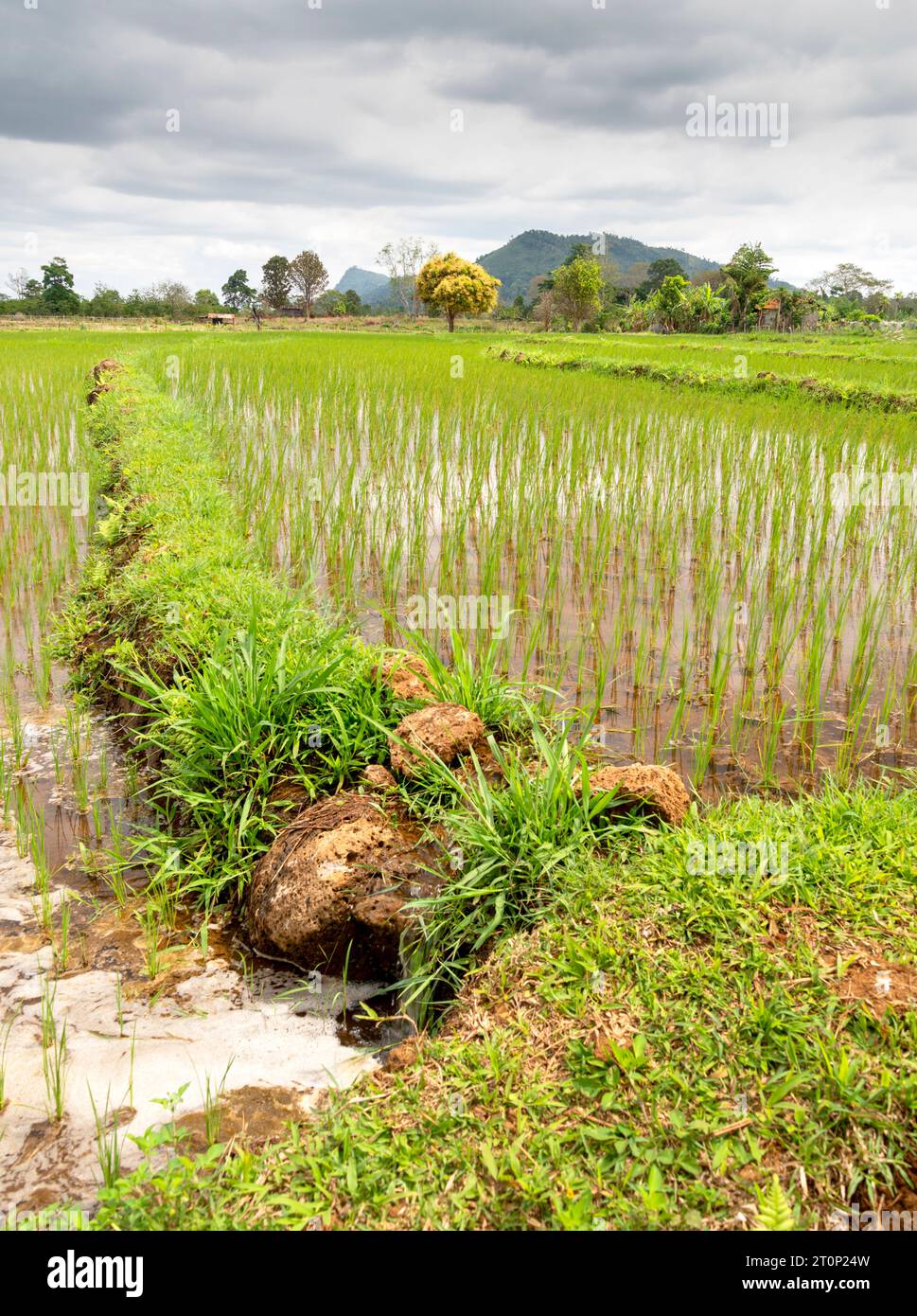 Small paddy fields,drainage ditch in foreground,mountains in the ...