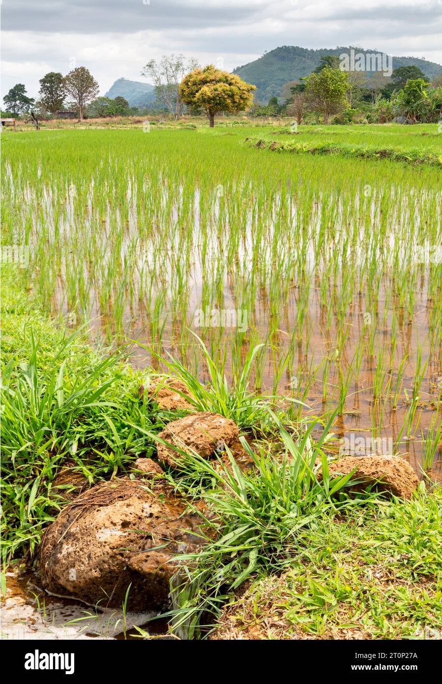 Small paddy fields,drainage ditch in foreground,mountains in the ...