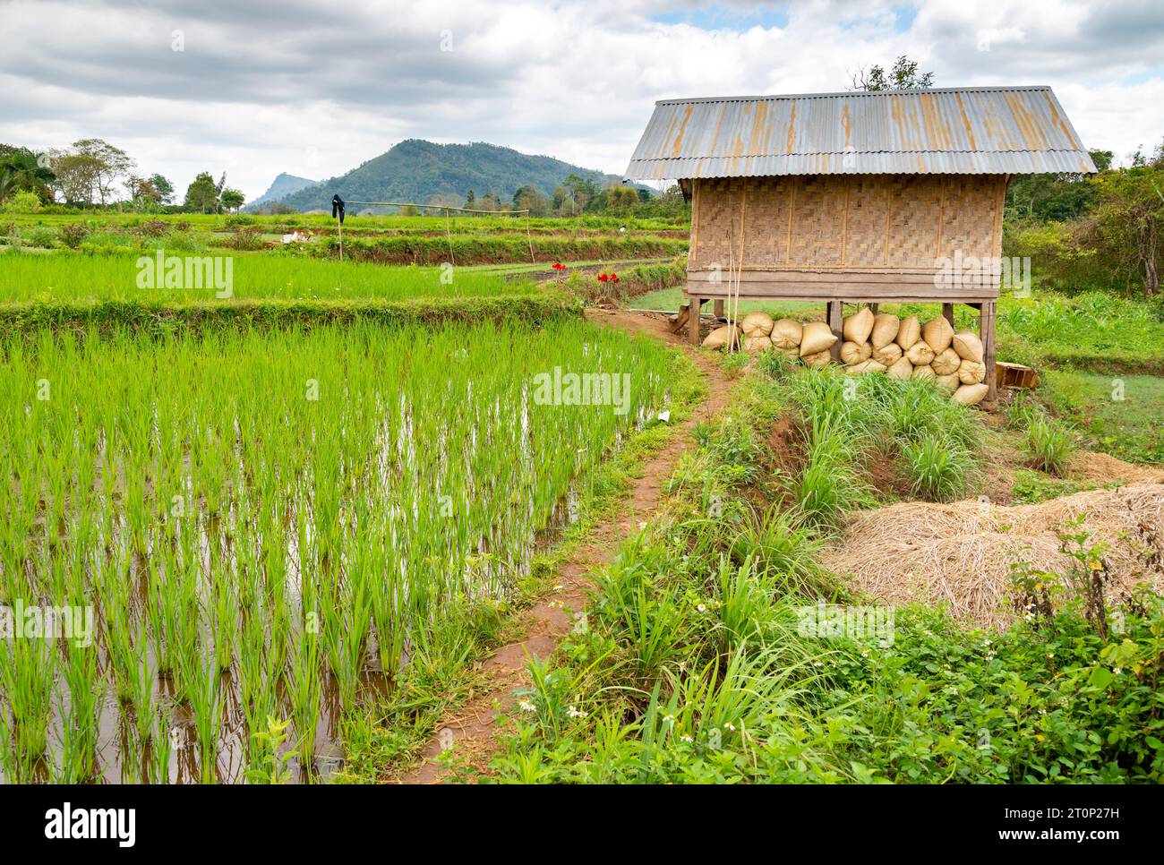 Small wooden shack with corrugated tin roof,rice sacks placed ...