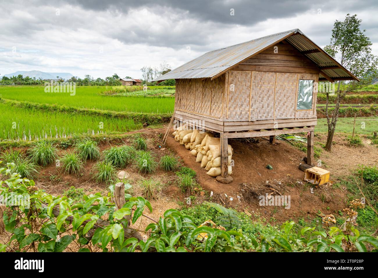 Small wooden shack with corrugated tin roof,rice sacks placed ...
