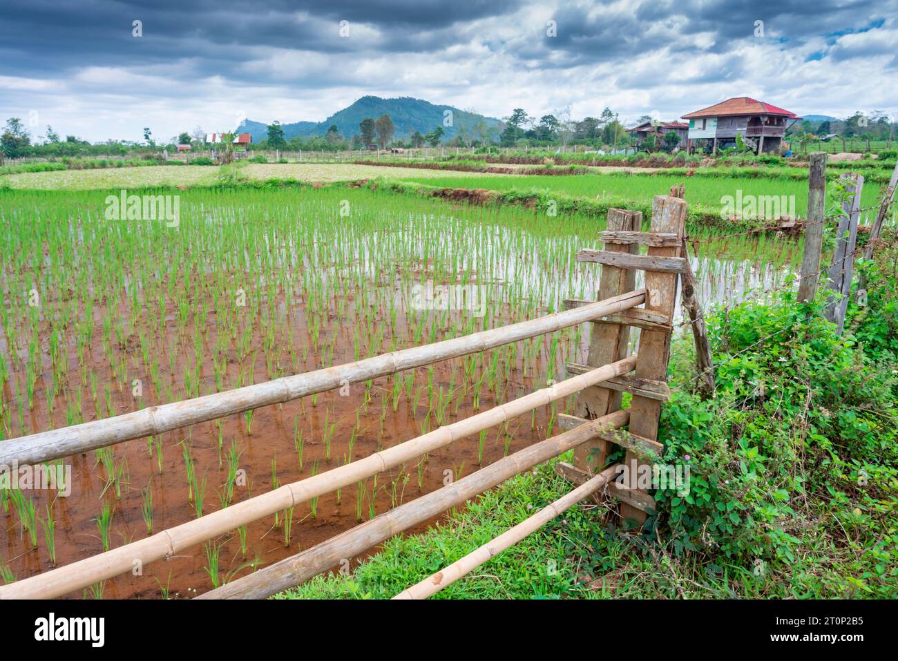 Small paddy fields,behind wooden fences,typical small farmer's houses ...