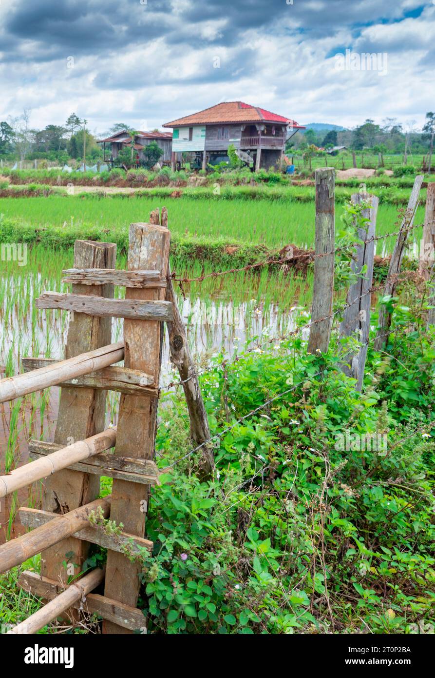 Small paddy fields,behind wooden fences,typical small farmer's houses ...