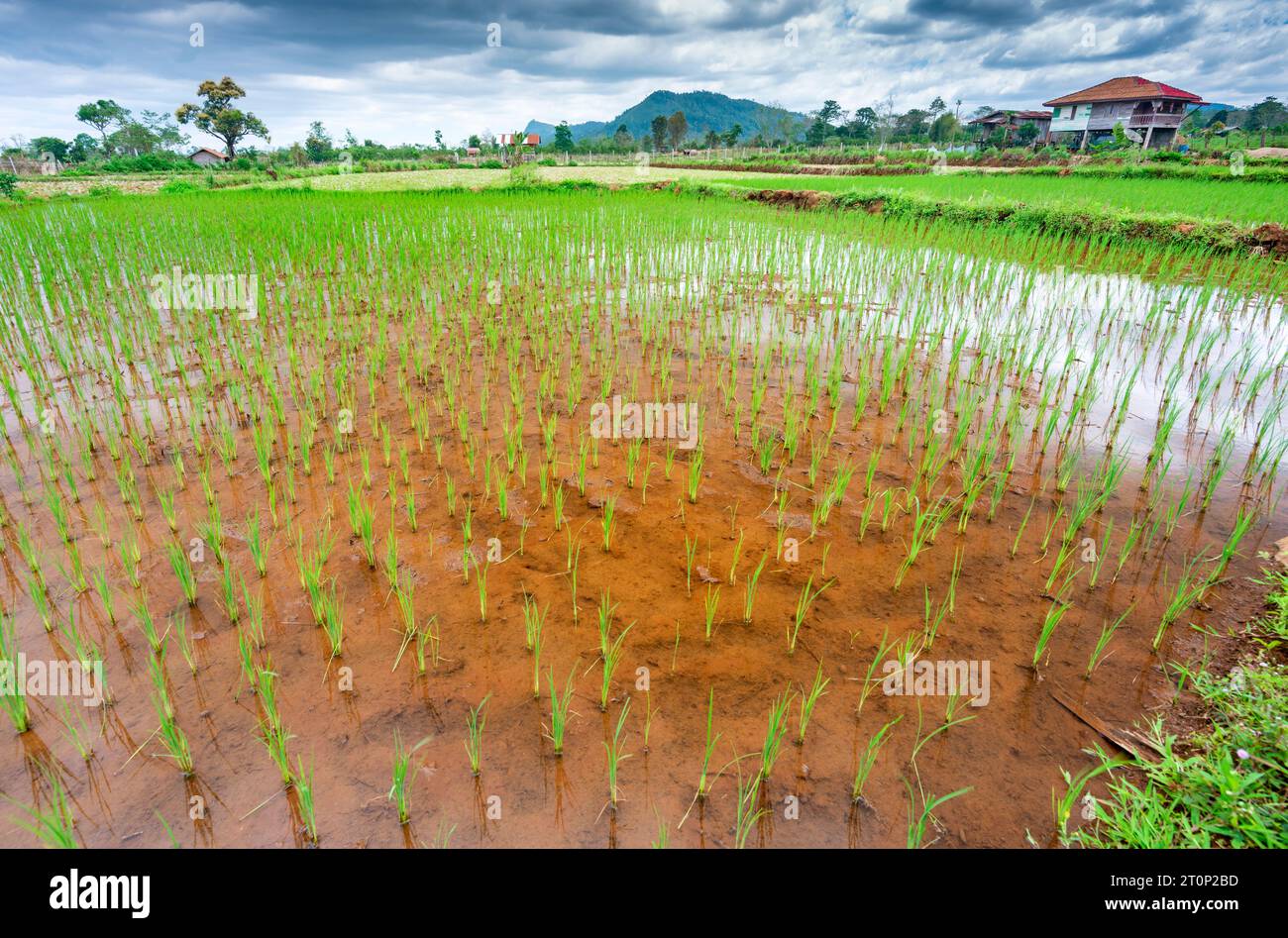 Small paddy fields,behind wooden fences,typical small farmer's houses ...