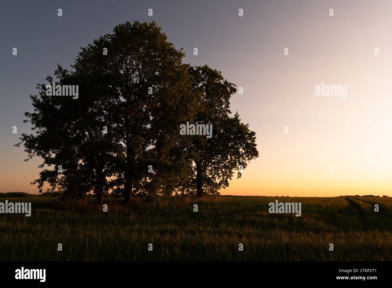 tree against the background of the setting sun, dramatic sky Stock ...
