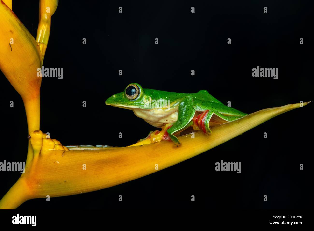 Frogs of karnataka hi-res stock photography and images - Alamy