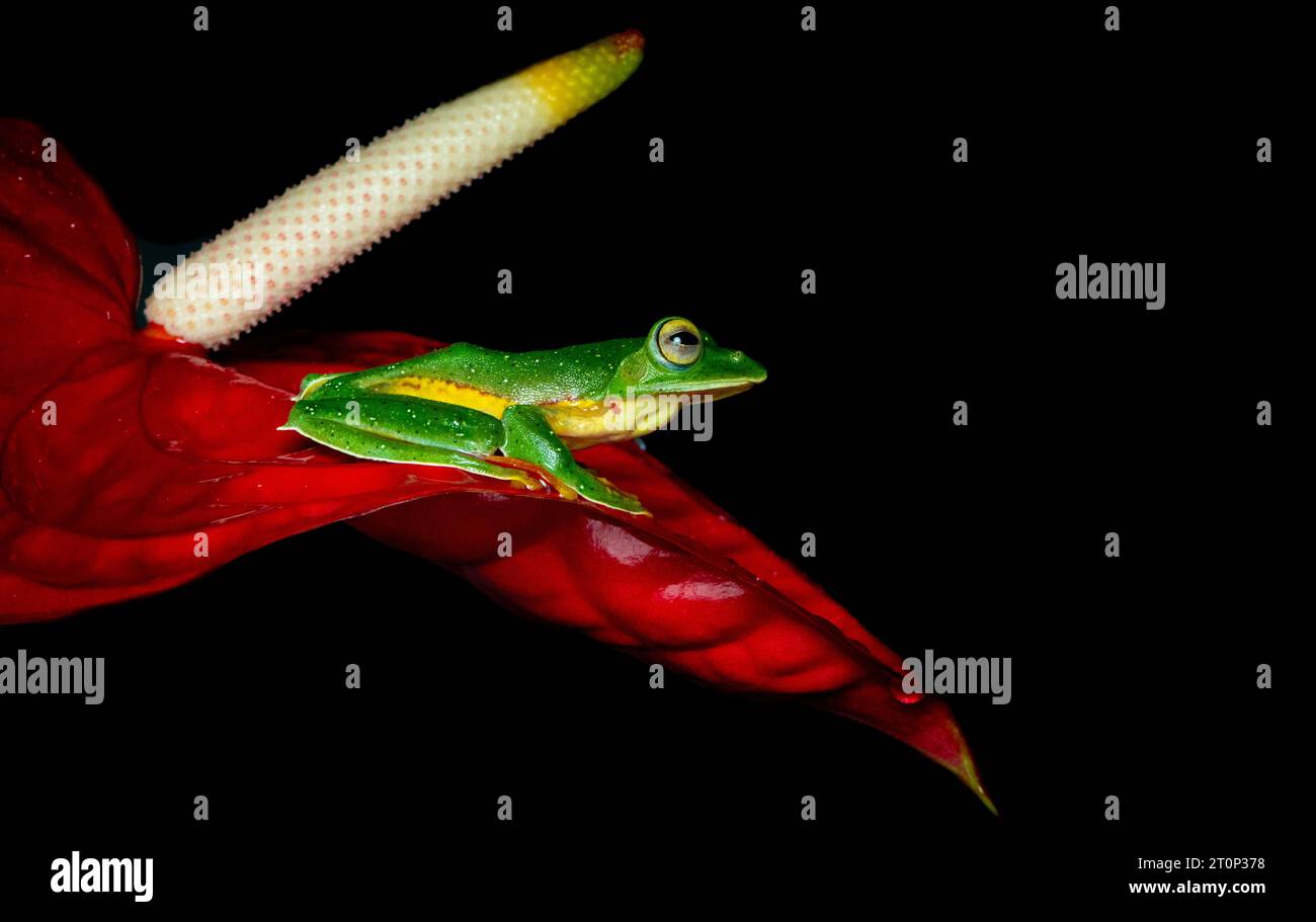 Malabar Gliding frog, Malabar flying frog Stock Photo - Alamy