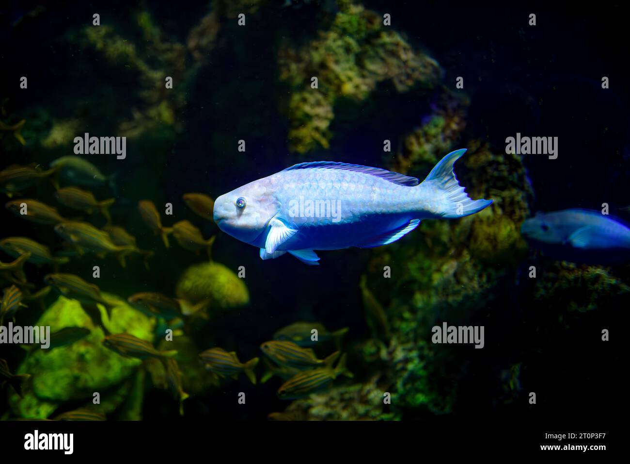 Green fin parrot fish hi-res stock photography and images - Alamy