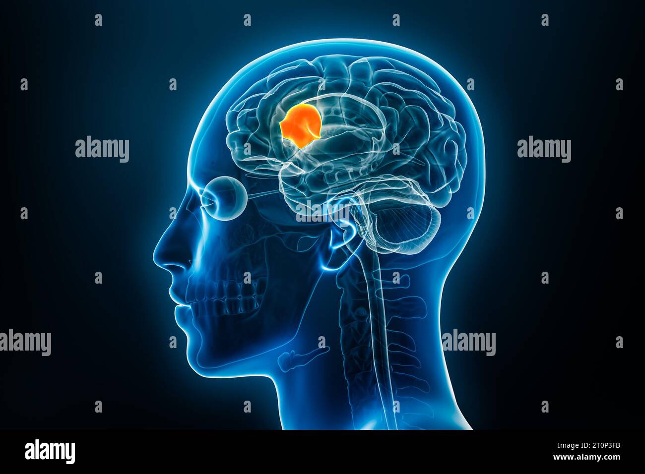 Broca's area x-ray 3D rendering illustration on blue background. Human ...