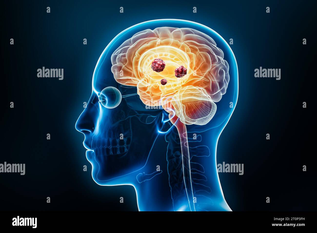 Human brain cells hi-res stock photography and images - Alamy