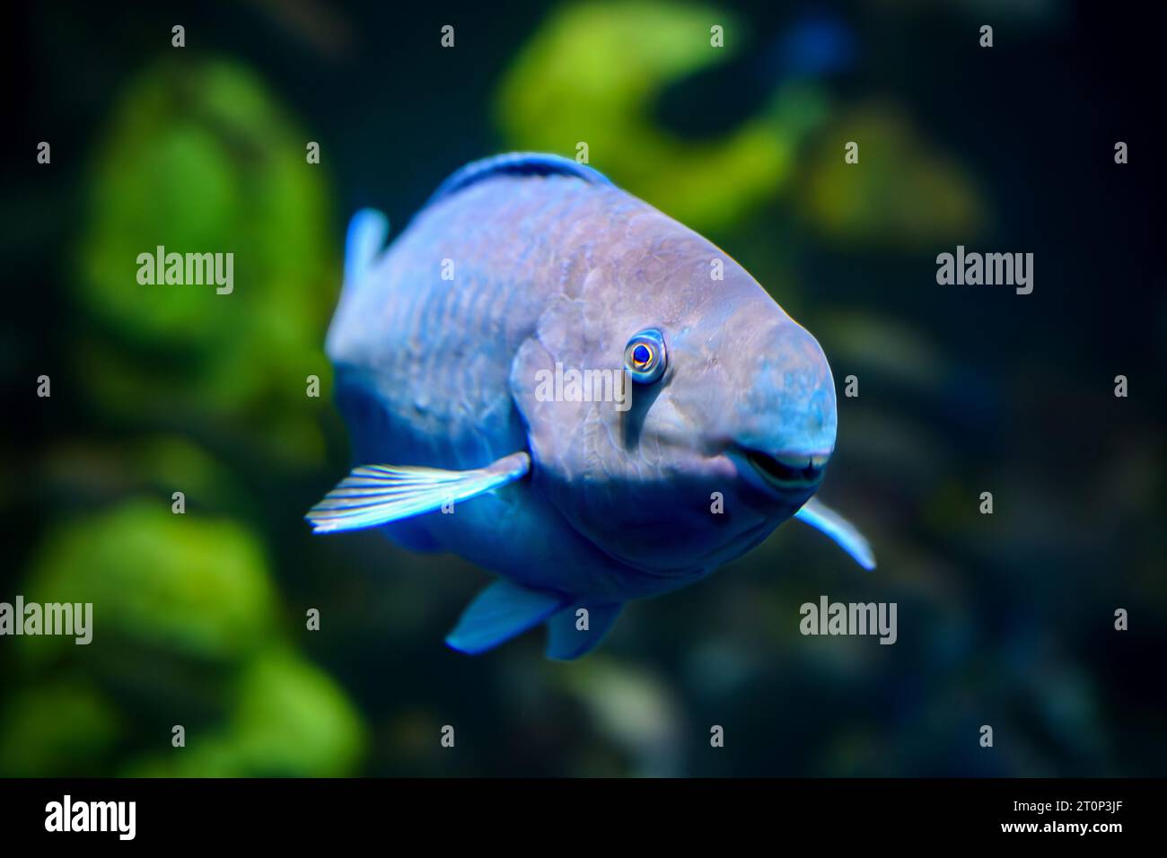 Portrait of a "smiling" Yellowtail Parrotfish Stock Photo - Alamy