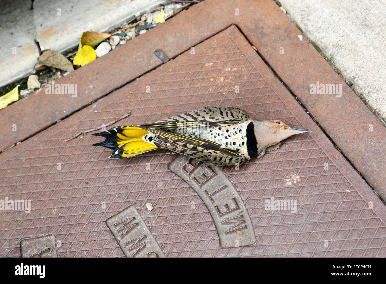 Flicker species hi-res stock photography and images - Alamy