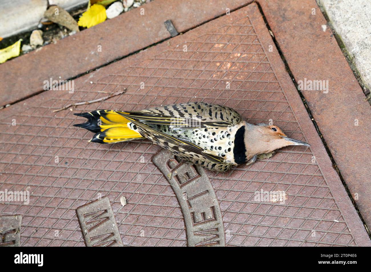 Flicker species hi-res stock photography and images - Alamy