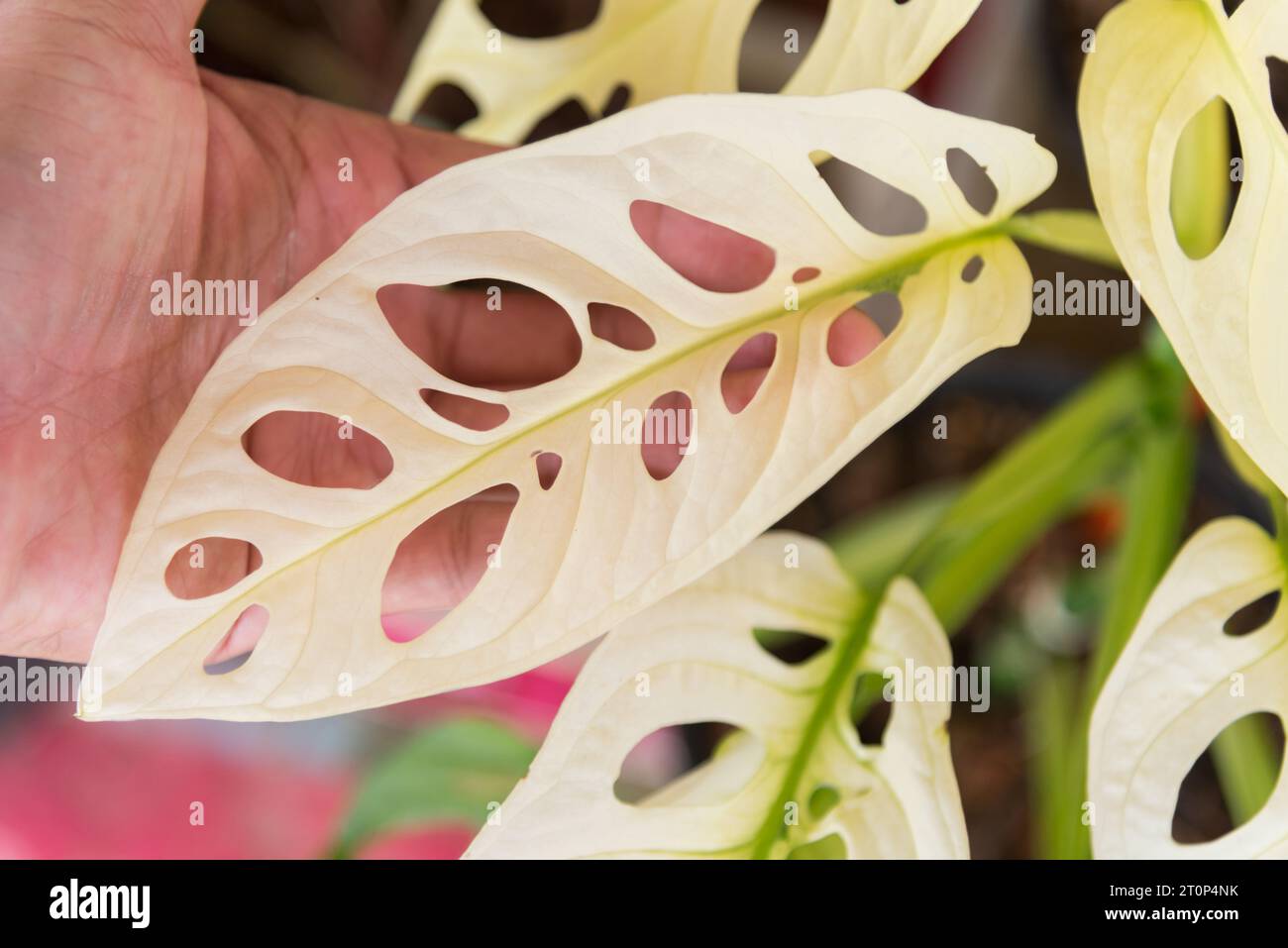 Monstera adansonii albo variegated giant Stock Photo - Alamy