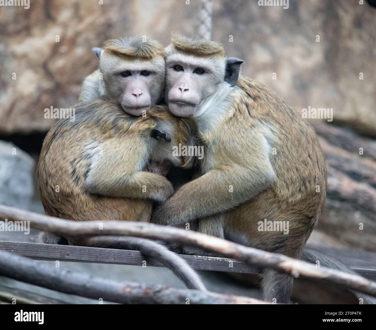 Children zoo monkeys hi-res stock photography and images - Alamy