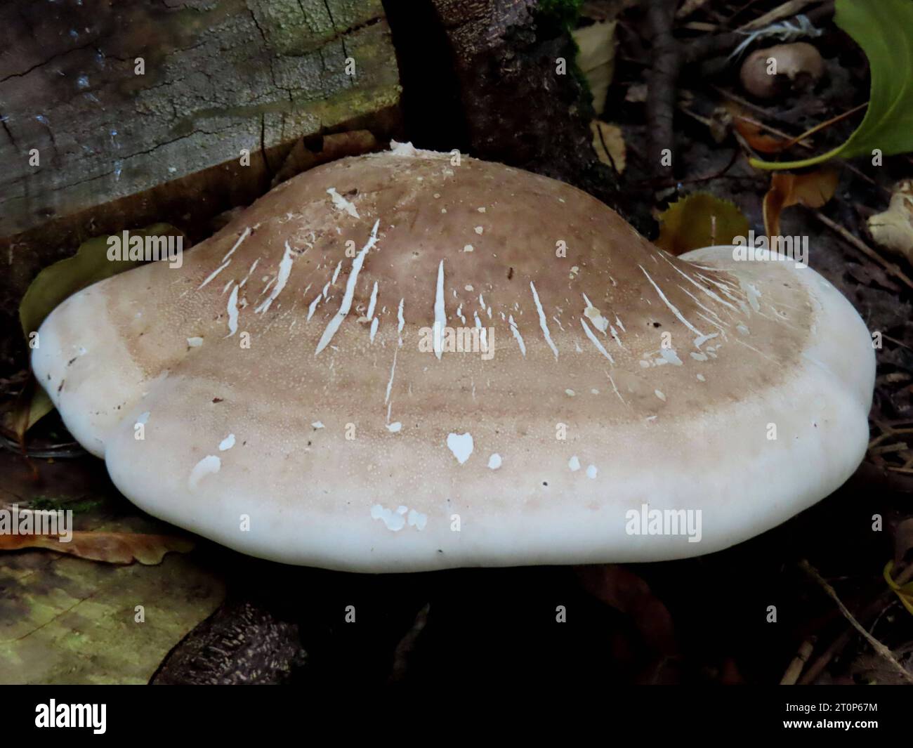 Birkenporling auf Birkenbaumstumpf - jung essbar Birkenporling auf ...