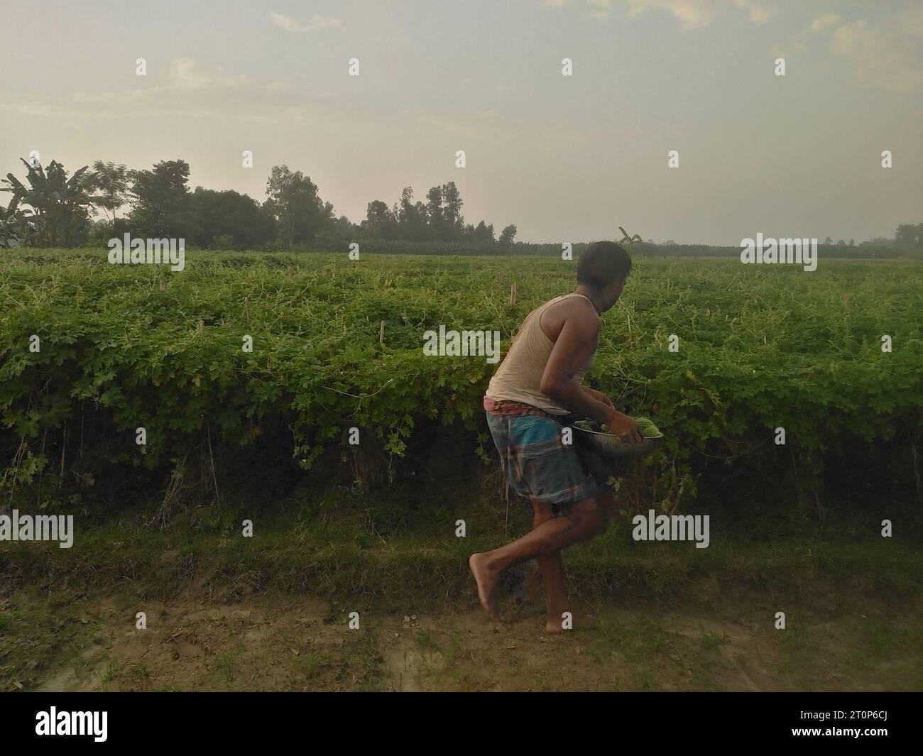 Naogaon, Bangladesh. 8th Oct, 2023. Arup Mandal (40), a farmer harvests ...