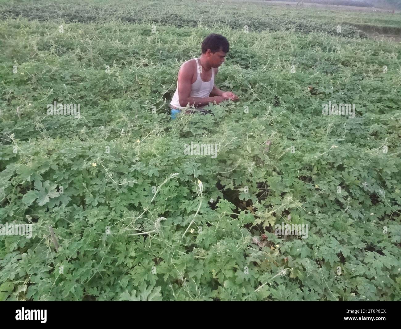Naogaon, Bangladesh. 8th Oct, 2023. Arup Mandal (40), a farmer harvests ...