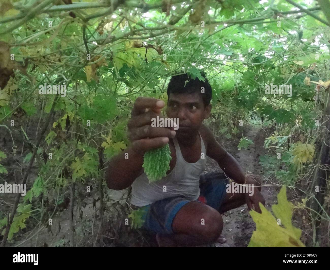 Naogaon, Bangladesh. 8th Oct, 2023. Arup Mandal (40), a farmer harvests ...