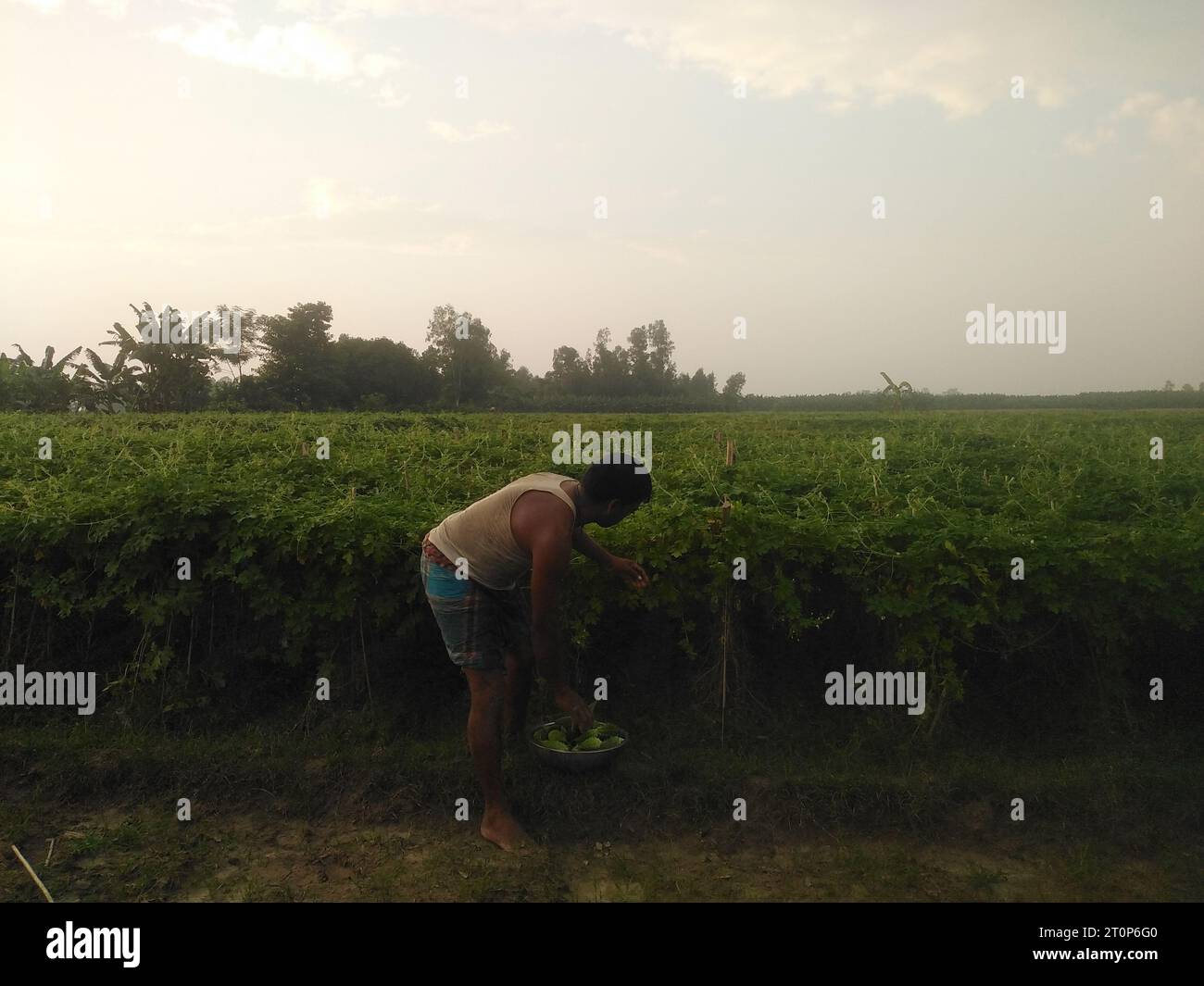 Naogaon, Bangladesh. 8th Oct, 2023. Arup Mandal (40), a farmer harvests ...