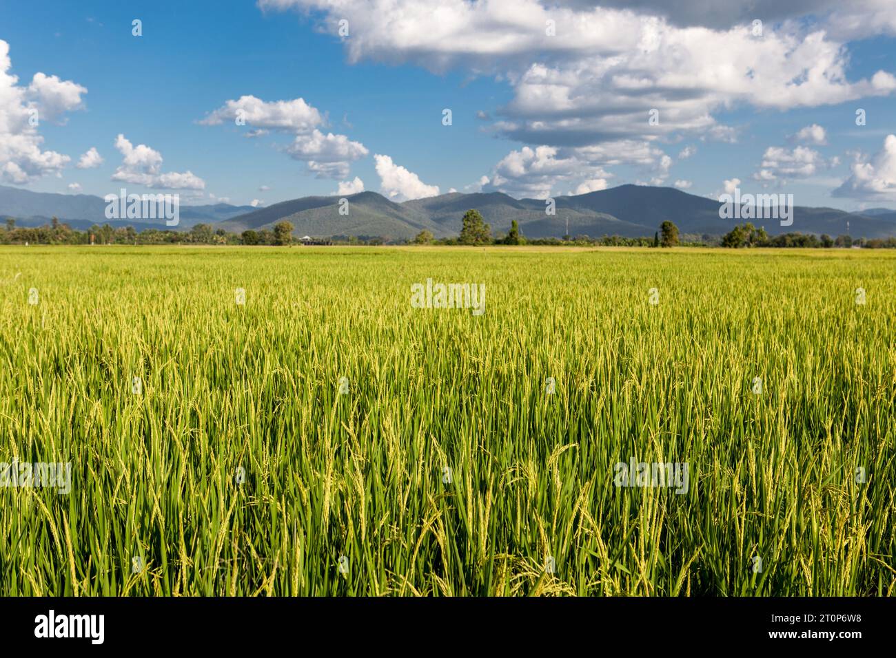 Rice field in Thailand. Beautiful scenery of a green rice field. Rural ...