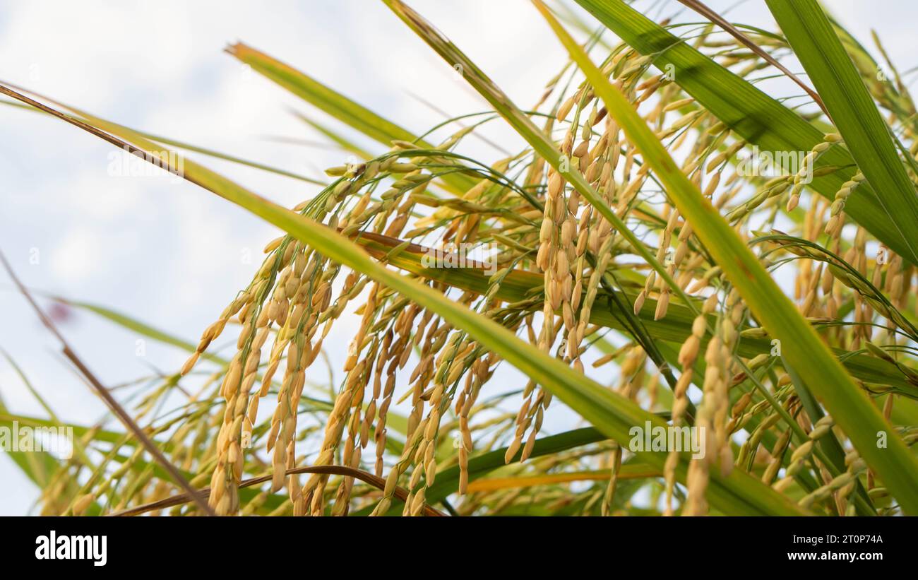 Close-up photo of trees and rice fruit that are ripe and ready to be ...