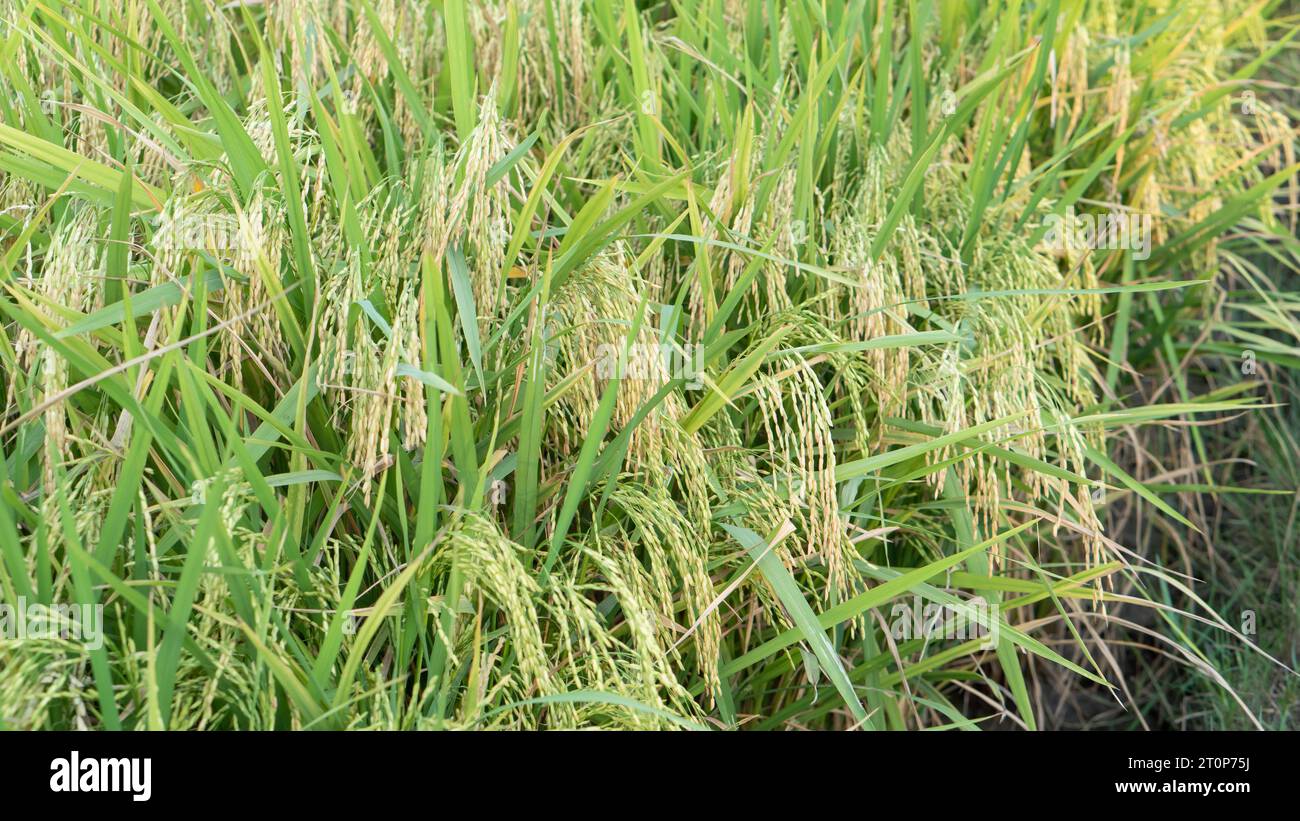 Close-up photo of trees and rice fruit that are ripe and ready to be ...