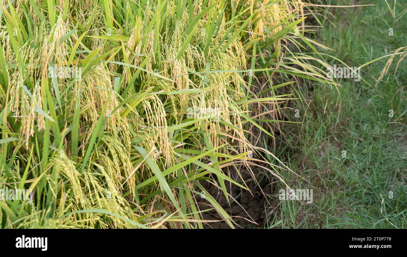 Close-up photo of trees and rice fruit that are ripe and ready to be ...