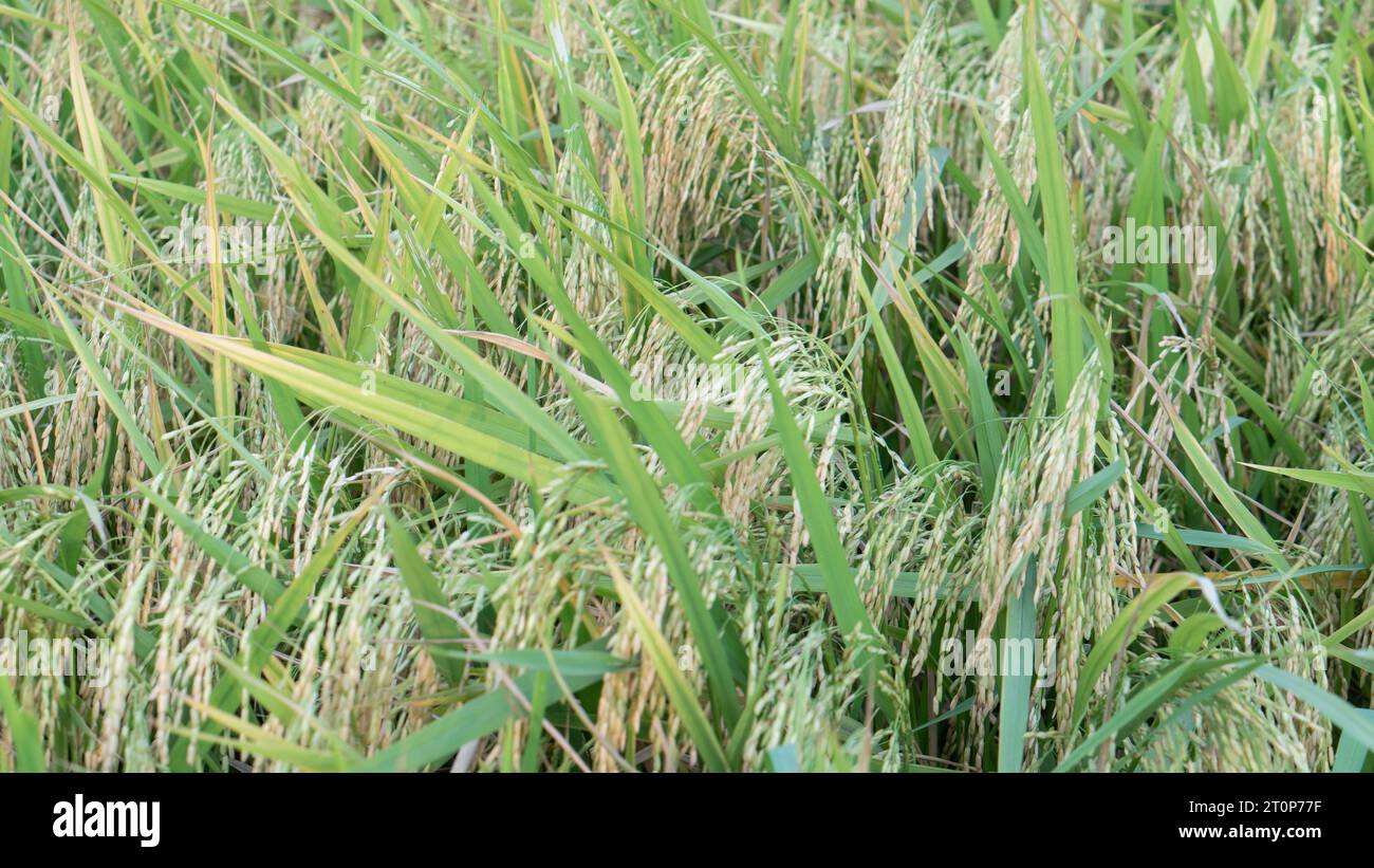 Close-up photo of trees and rice fruit that are ripe and ready to be ...