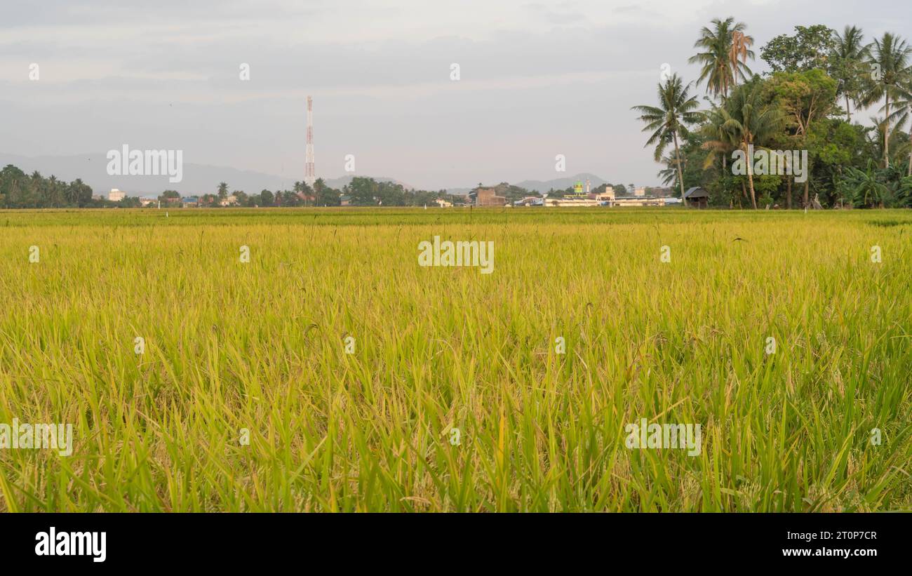 Close-up photo of trees and rice fruit that are ripe and ready to be ...