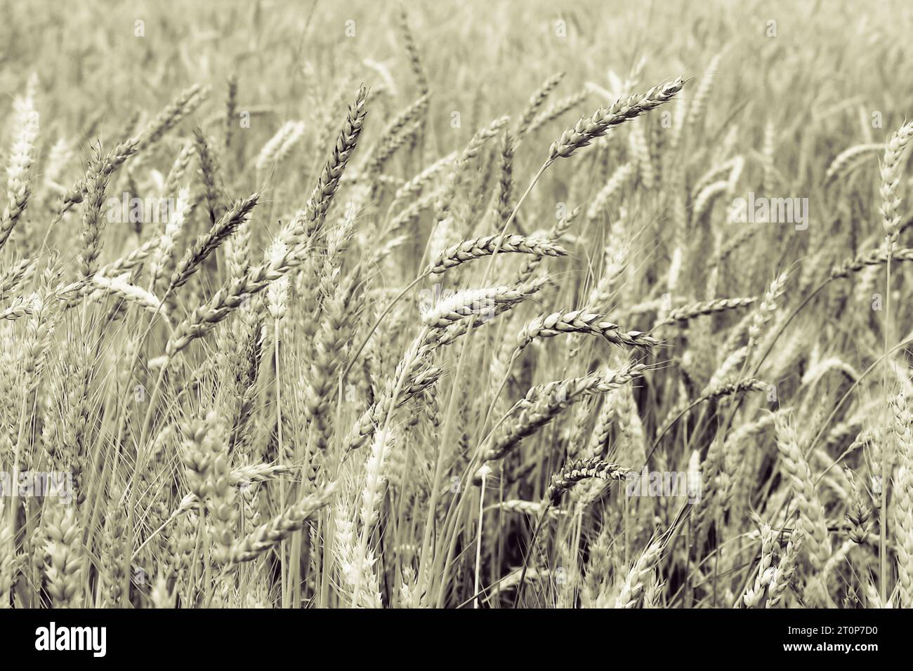 Grain field background Stock Photo - Alamy