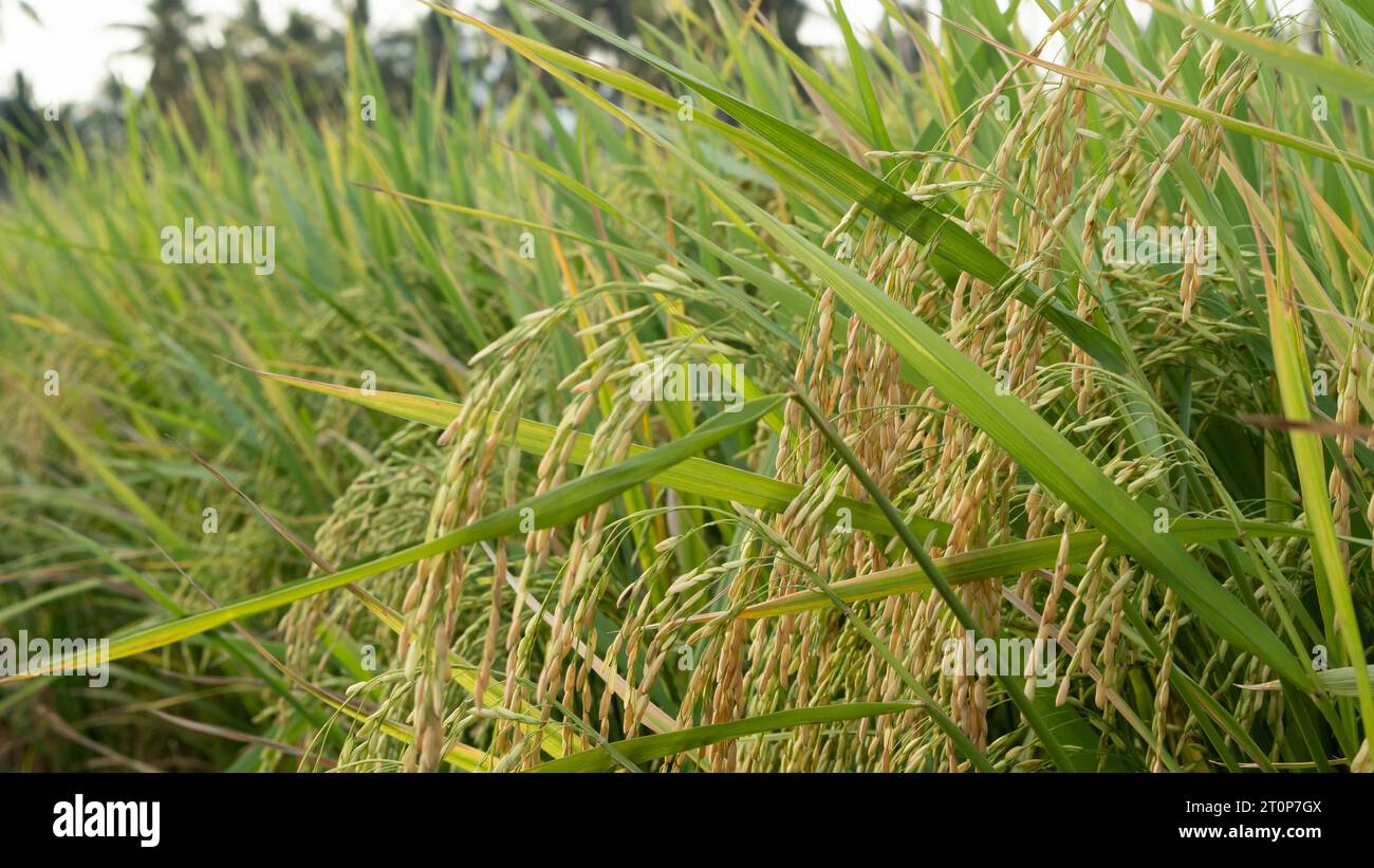 Close-up photo of trees and rice fruit that are ripe and ready to be ...