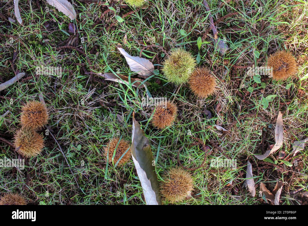 chestnut hedgehogs on the ground in a forest in Spain Stock Photo - Alamy