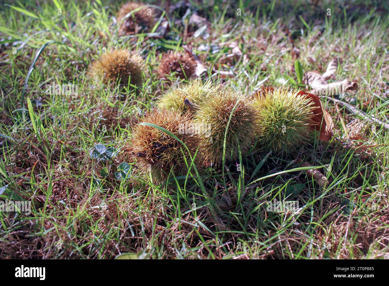 chestnut hedgehogs in the grass at the beginning of autumn Stock Photo ...