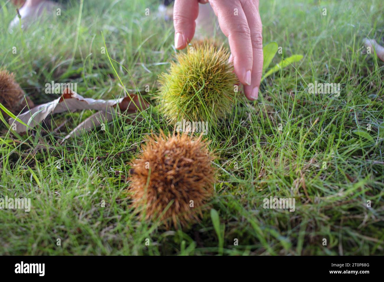 touching a chestnut hedgehog with my hand on the grass Stock Photo - Alamy