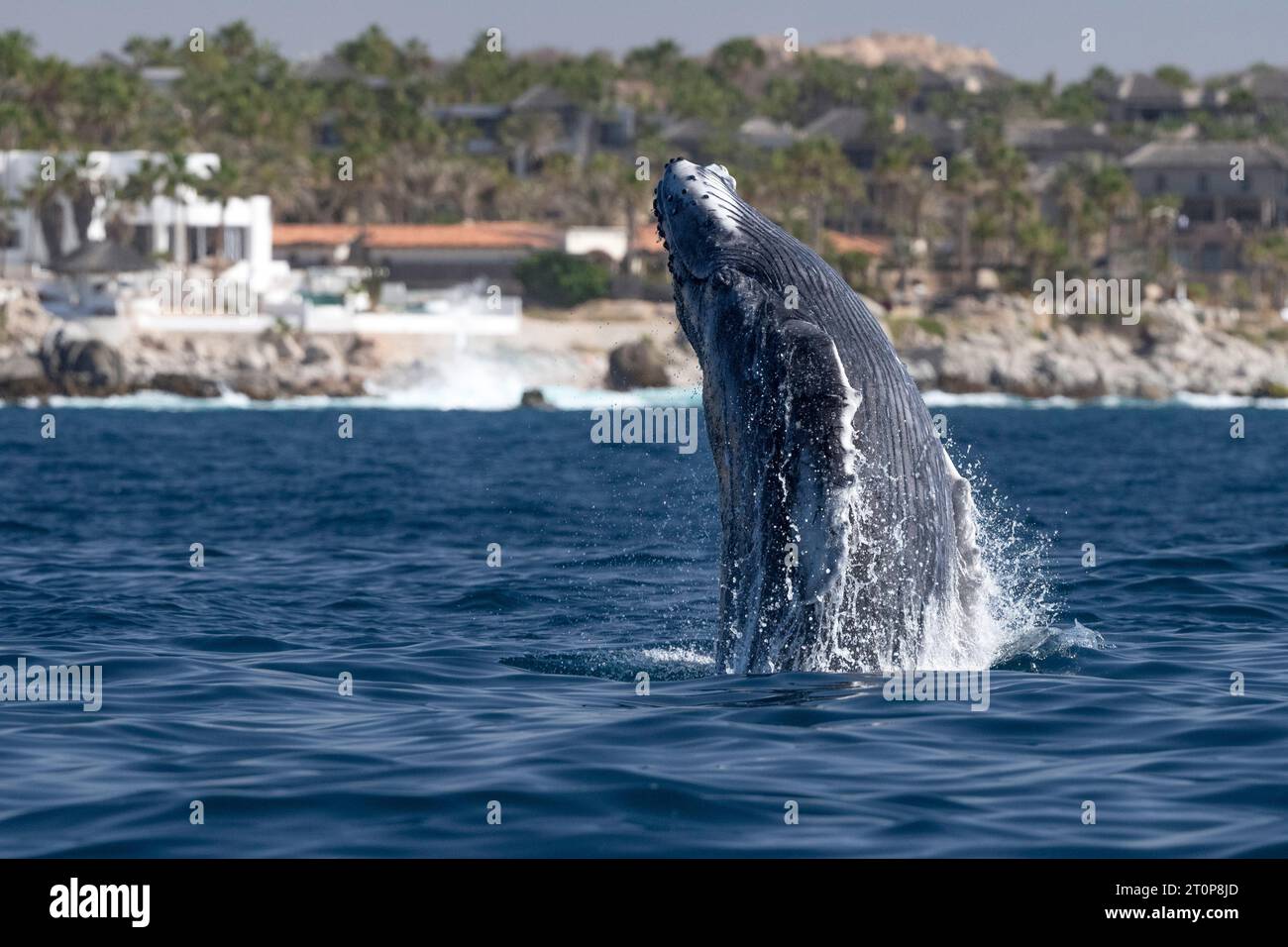 Humpback whale breaching near the shore in Cabo San Lucas Stock Photo ...