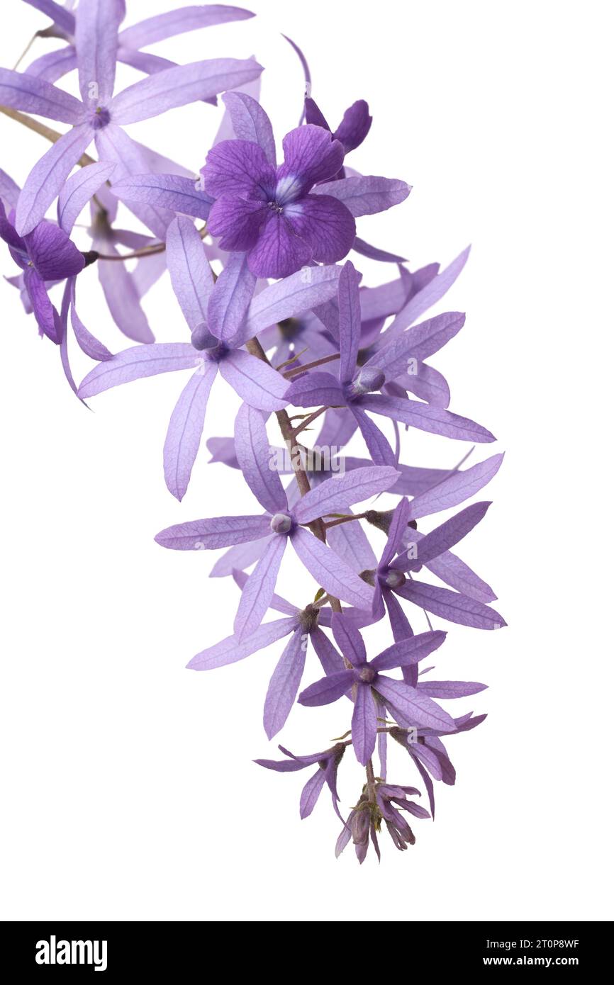 Purple wreath vine Cut Out Stock Images & Pictures - Alamy
